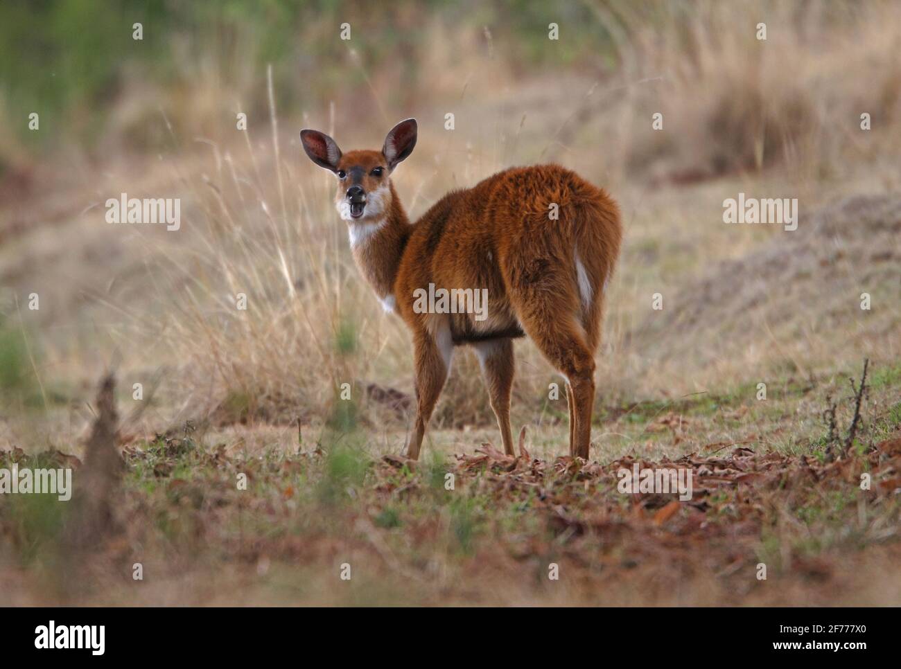 Ethiopian Highlands Bushbuck (Tragelaphus meneliki) female standing in ...