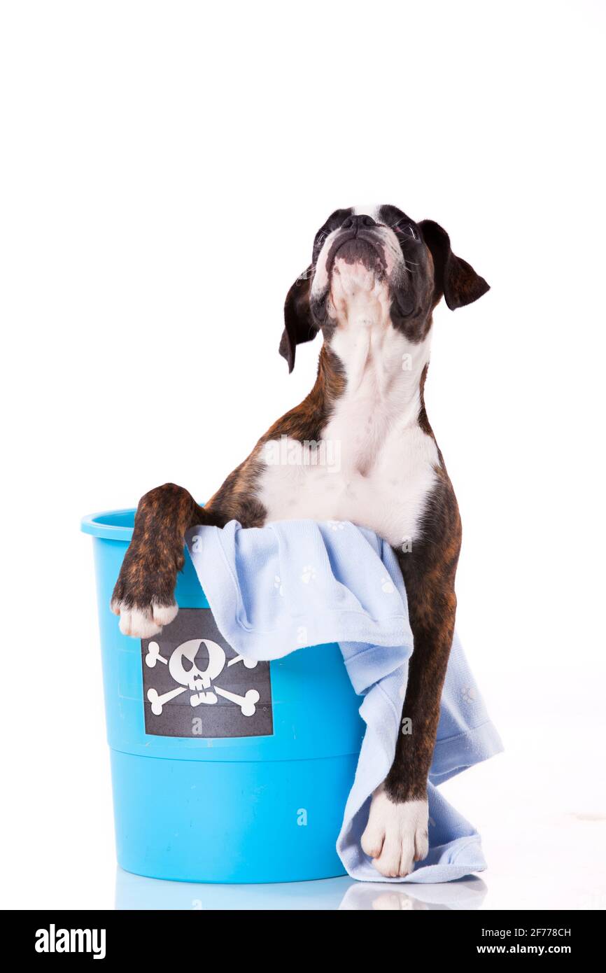 Boxer dog inside a bucket Stock Photo - Alamy