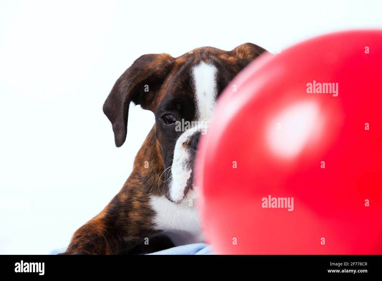 Boxer looking behind a ball Stock Photo - Alamy