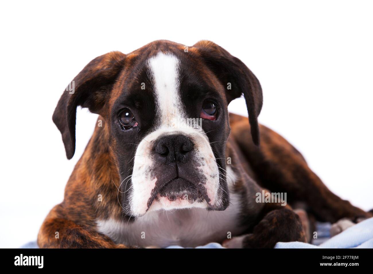 Sad looking boxer dog hi-res stock photography and images - Alamy