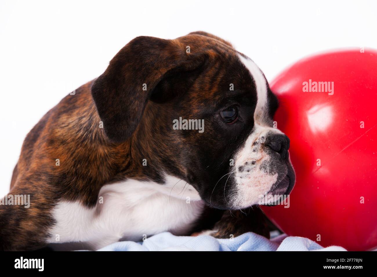 Boxer ball hi-res stock photography and images - Alamy