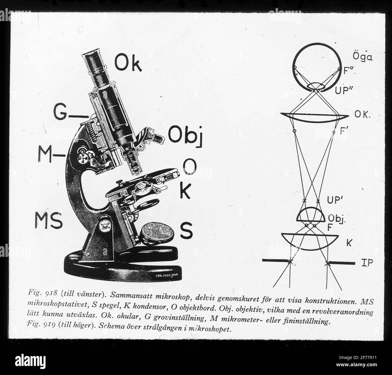 First microscope image Black and White Stock Photos & Images - Alamy