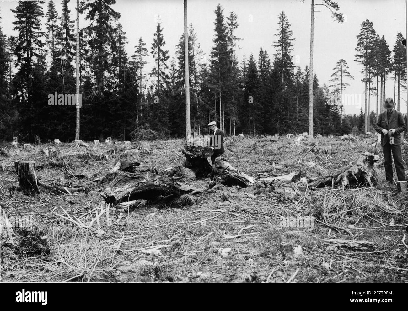 Gyttorps powder use. After blasting. The stump encastened and ...