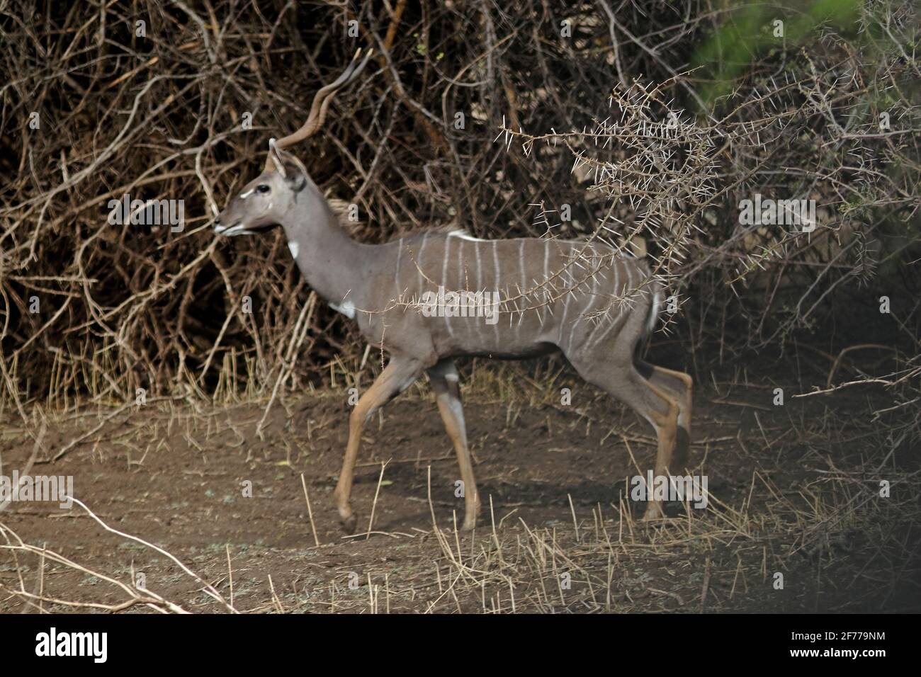 Thorn scrub hi-res stock photography and images - Alamy