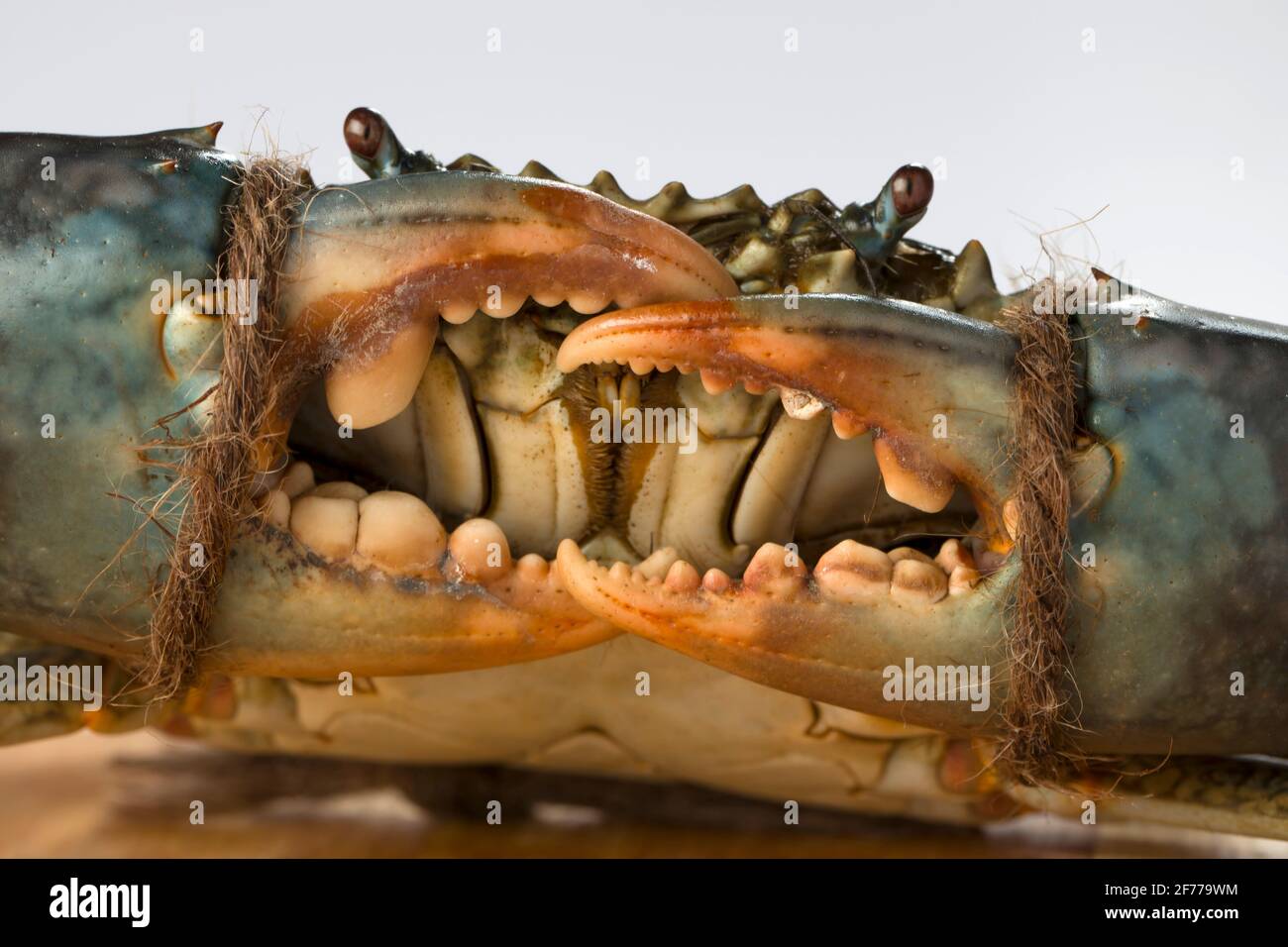 Live mud crab, close up image whose claws are tied with white textured ...