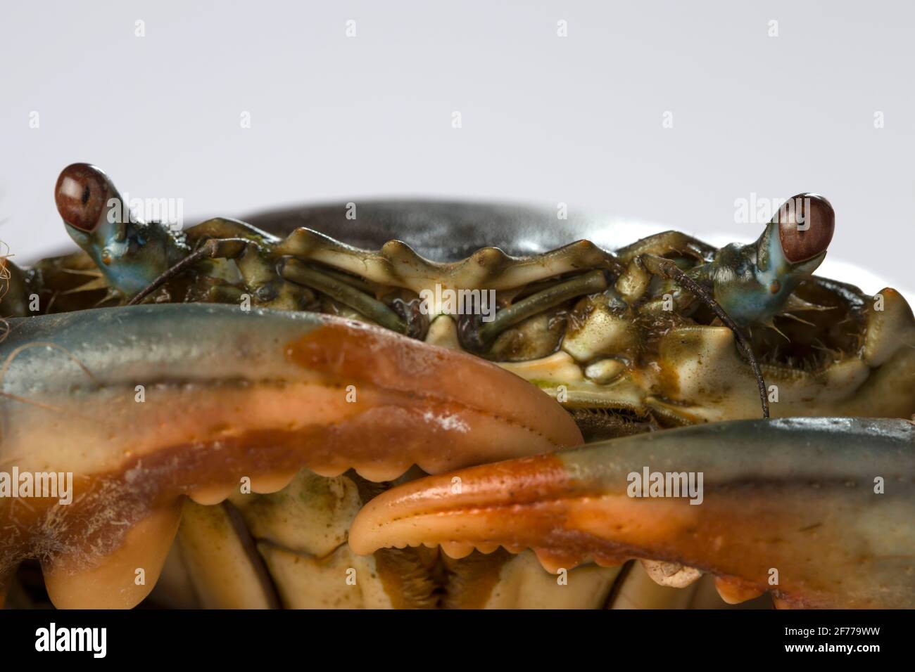 Close up live crab hi-res stock photography and images - Alamy