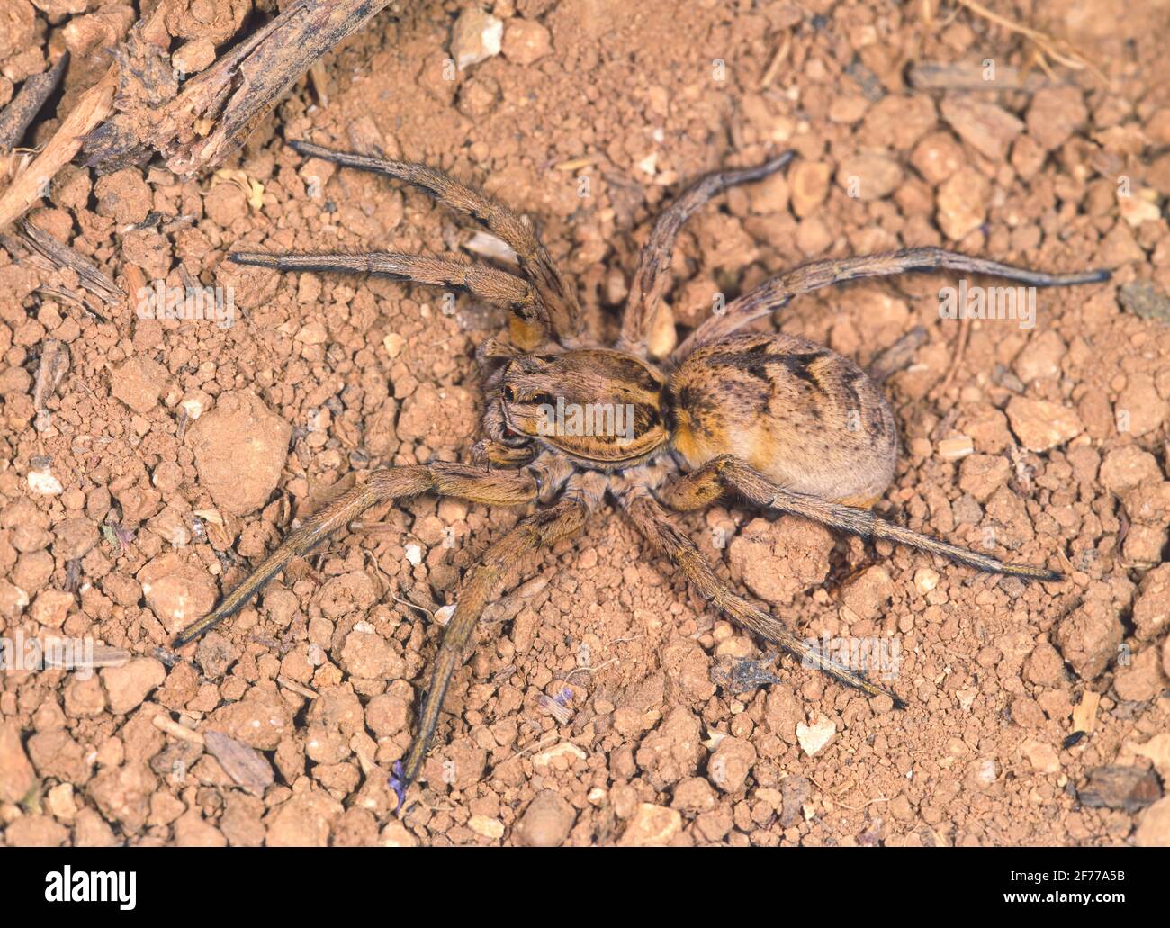 Lycosa Tarantula High Resolution Stock Photography and Images - Alamy