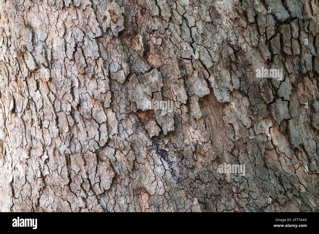 Bark texture and background of a old fir tree trunk. Detailed bark ...