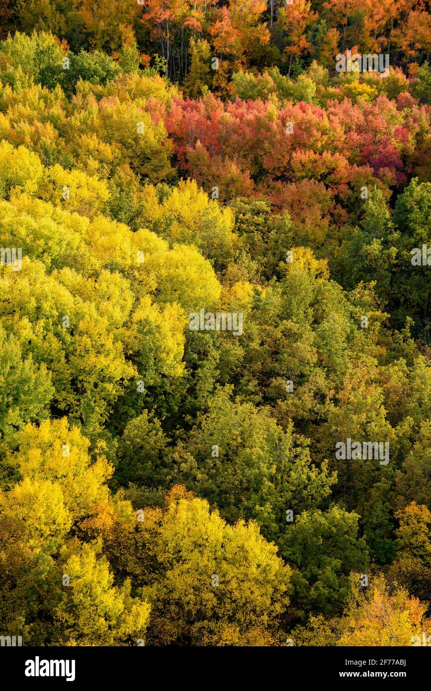 Bosque de colores hi-res stock photography and images - Alamy