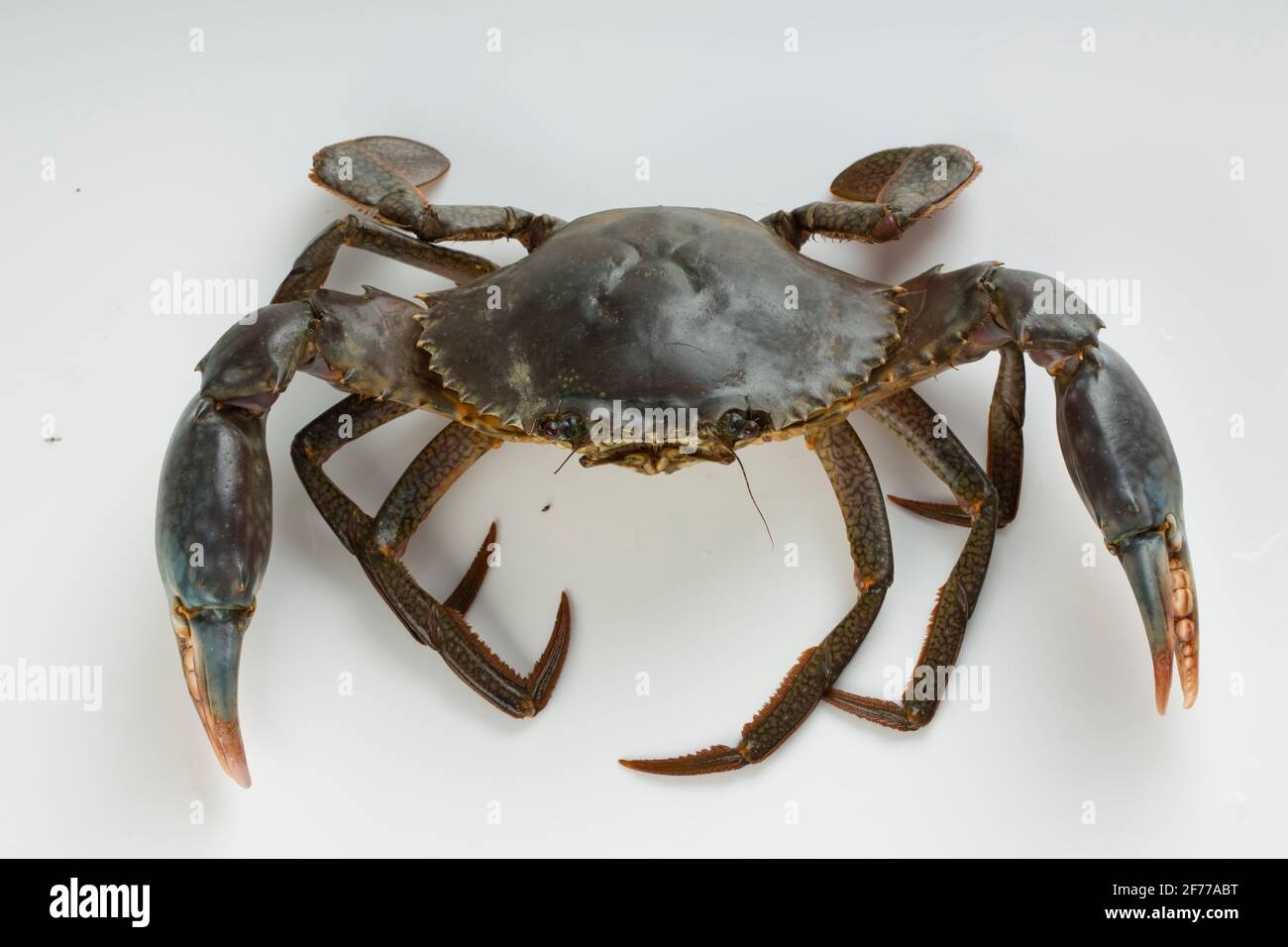 Live mud crab, arranged on a white textured background, isolated Stock ...