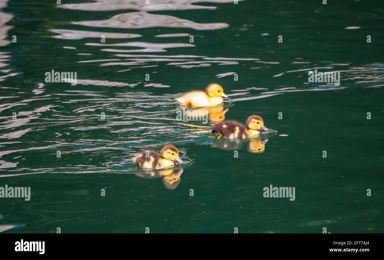 Cute Baby Ducks Swimming