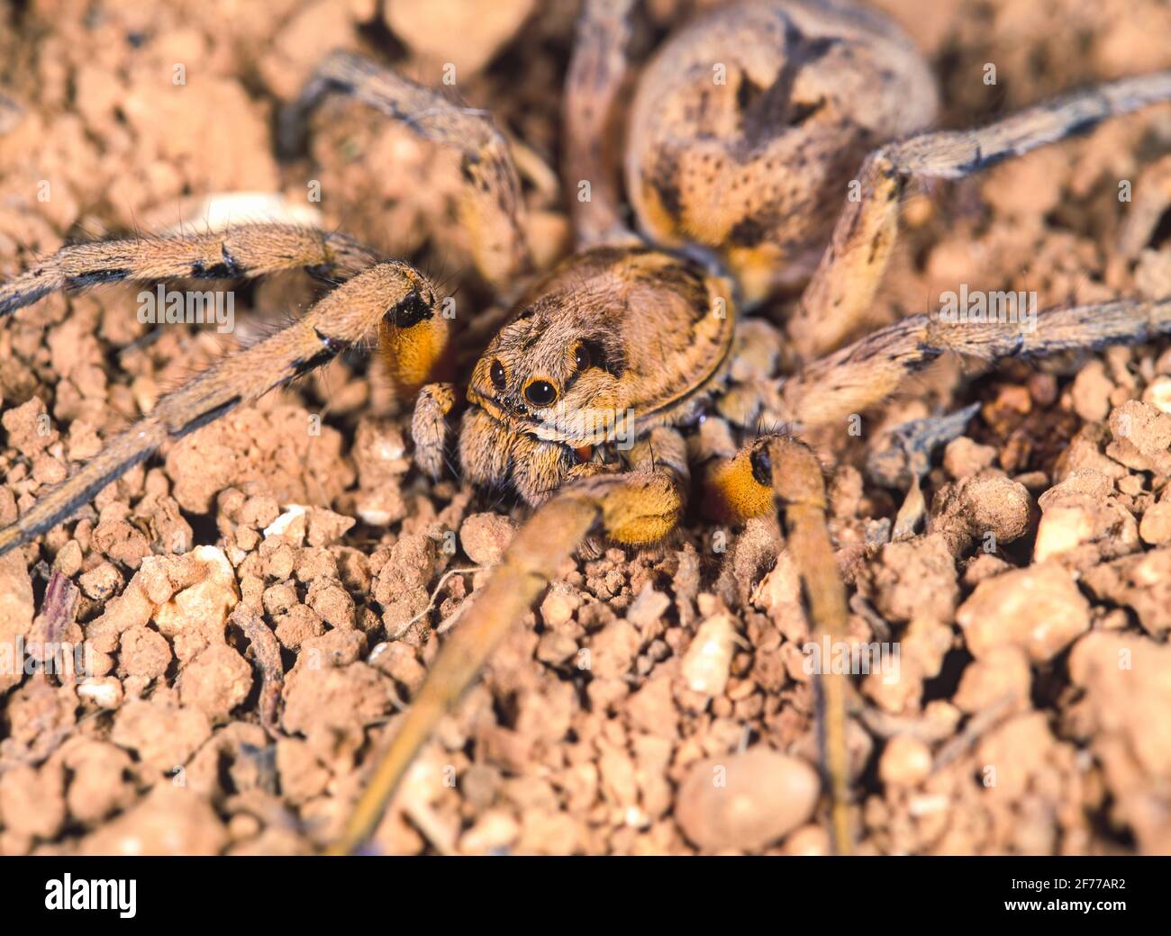 Lycosa Tarantula High Resolution Stock Photography and Images - Alamy