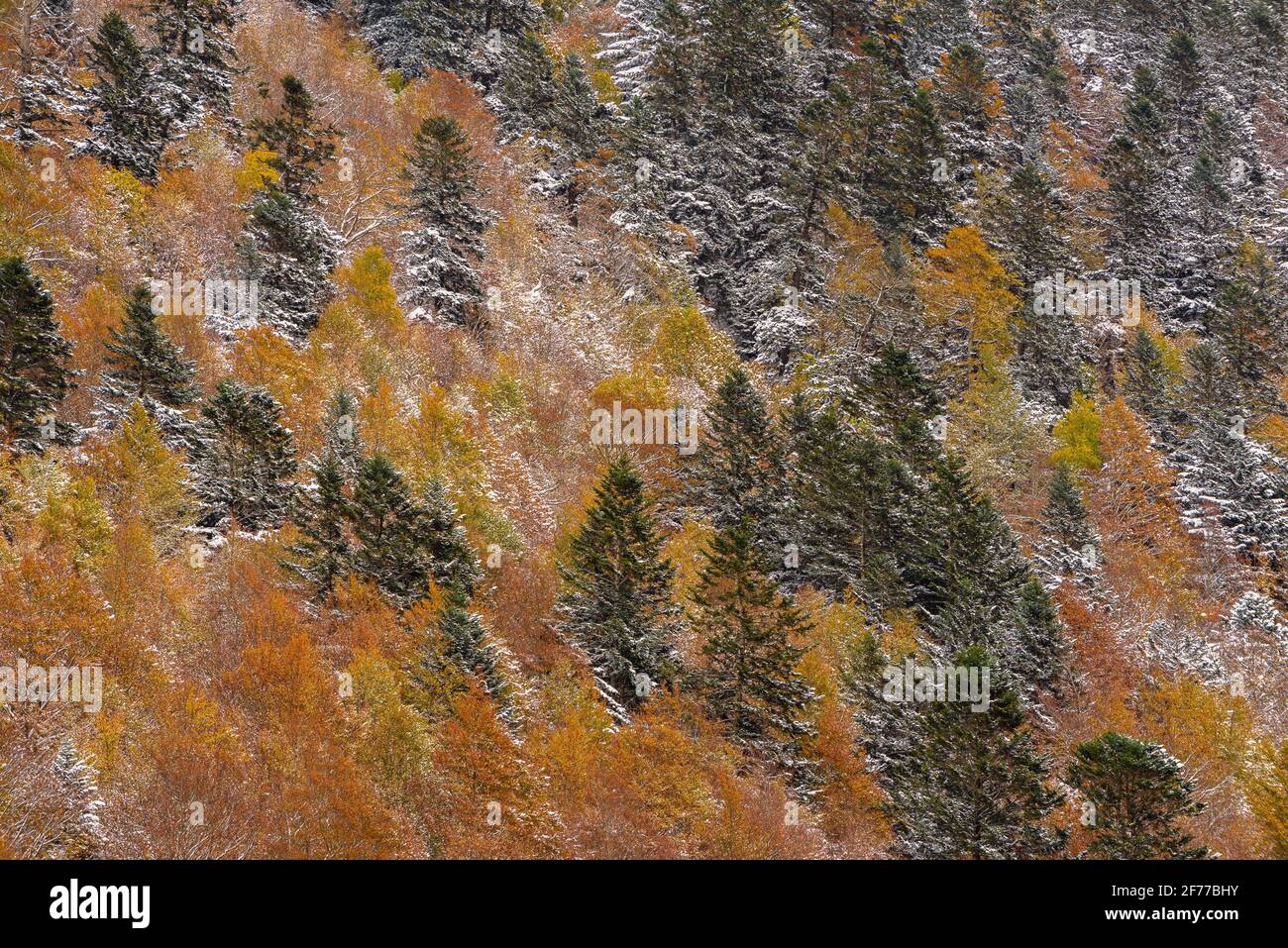 Mixed forests hi-res stock photography and images - Alamy