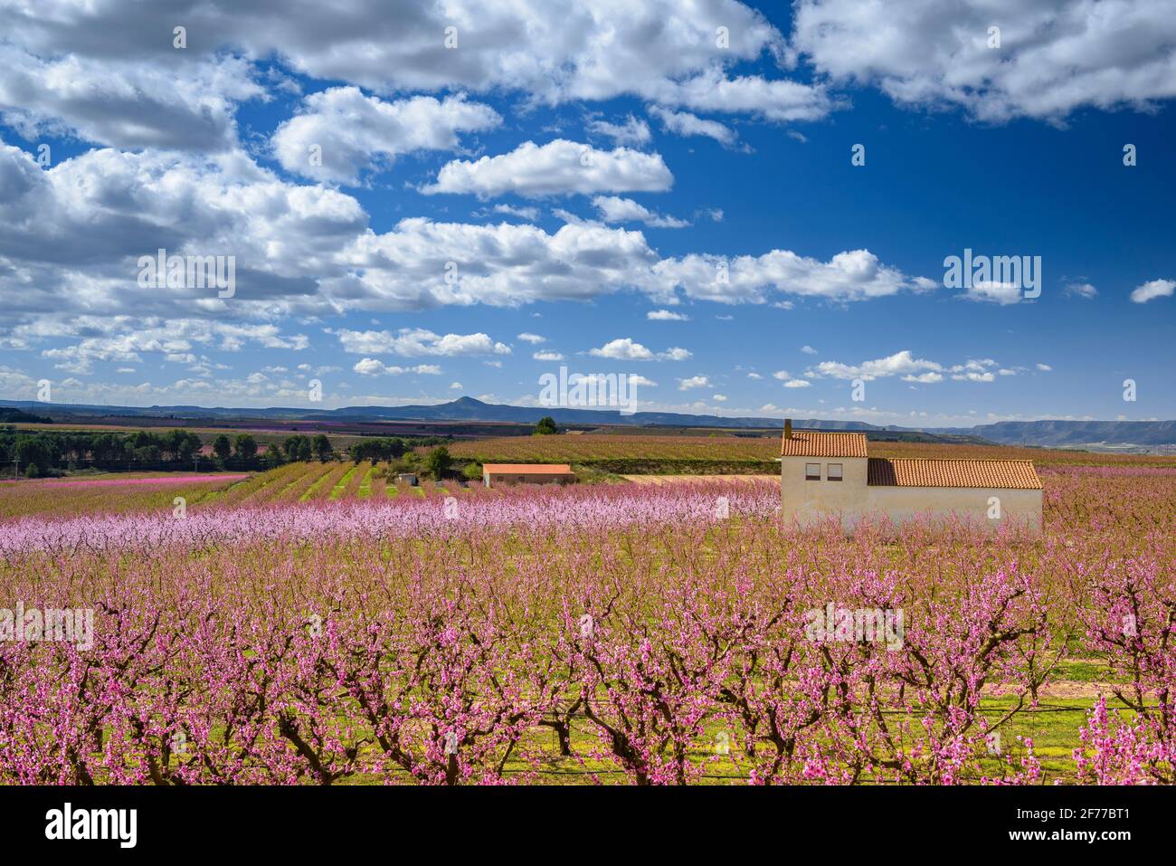 Arbres fruiters hi-res stock photography and images - Alamy