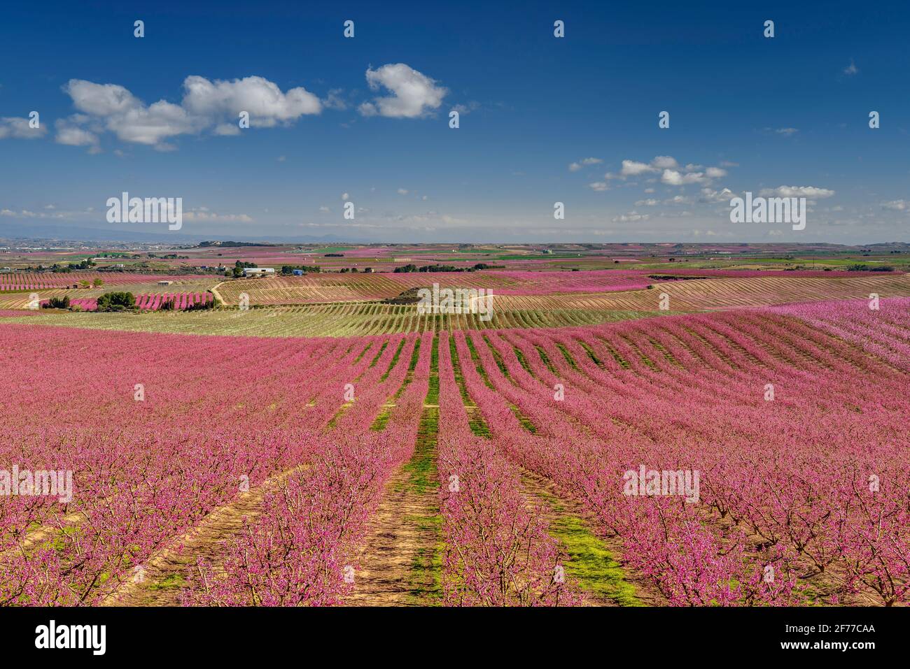 Blooming fruit trees (peach trees) in fields near Aitona village in ...