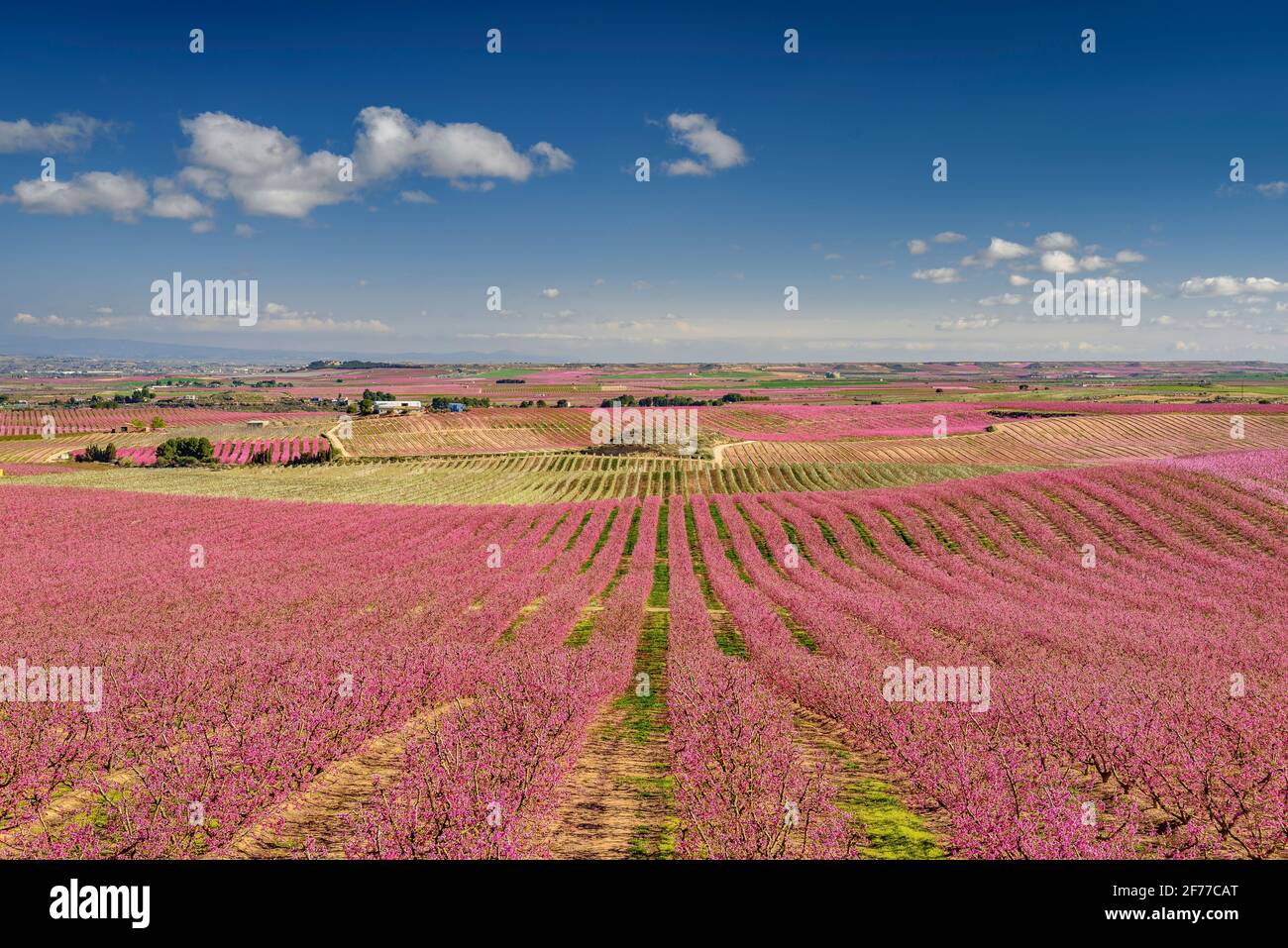 Blooming fruit trees (peach trees) in fields near Aitona village in ...