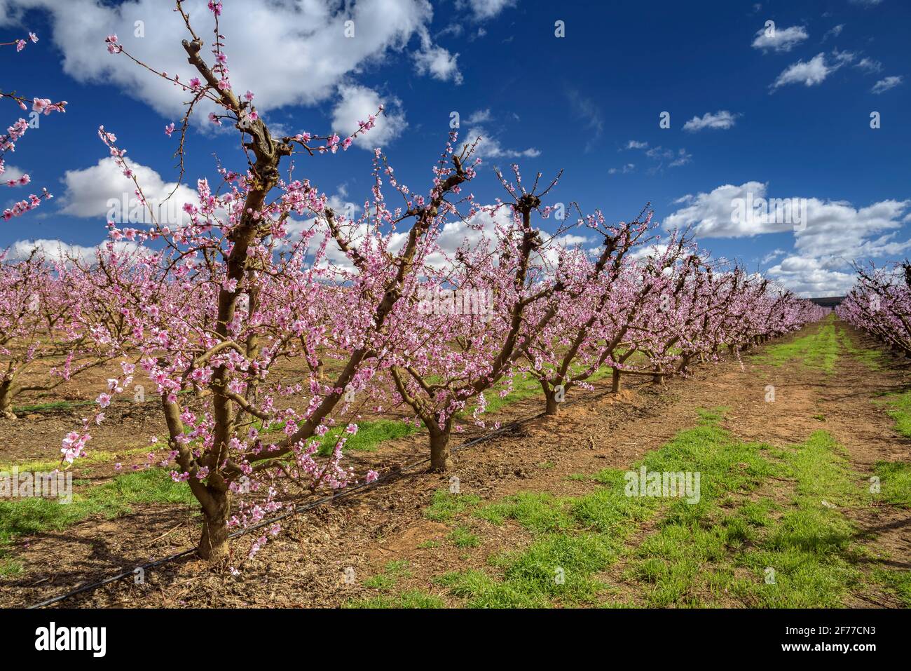 Blooming fruit trees (peach trees) in fields near Aitona village in ...