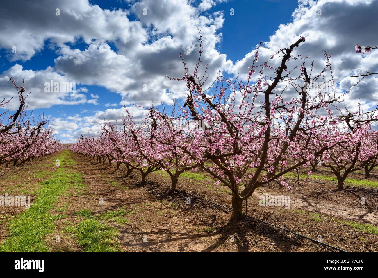 Primavera de arboles frutales hi-res stock photography and images - Alamy