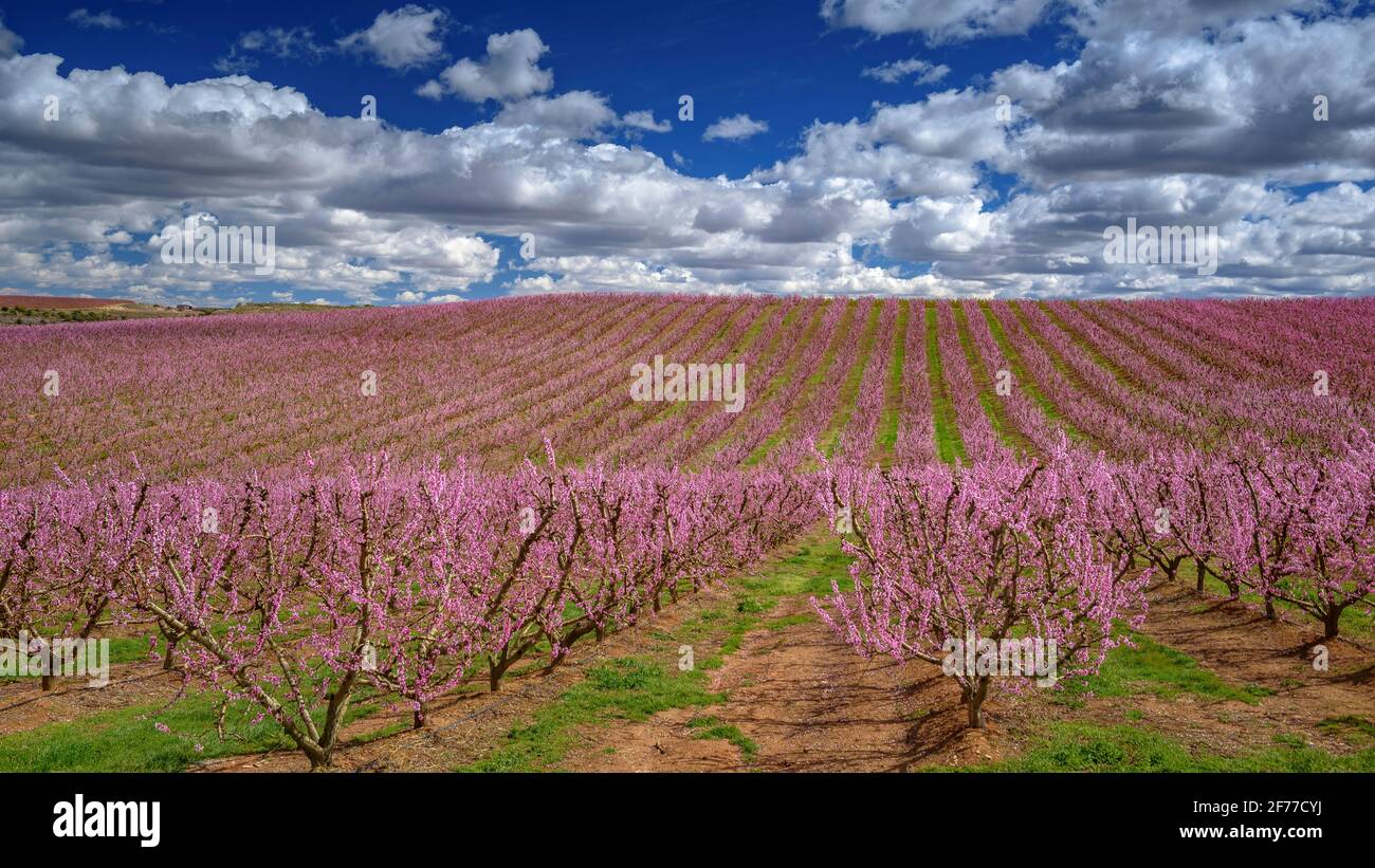 Blooming fruit trees (peach trees) in fields near Aitona village in ...