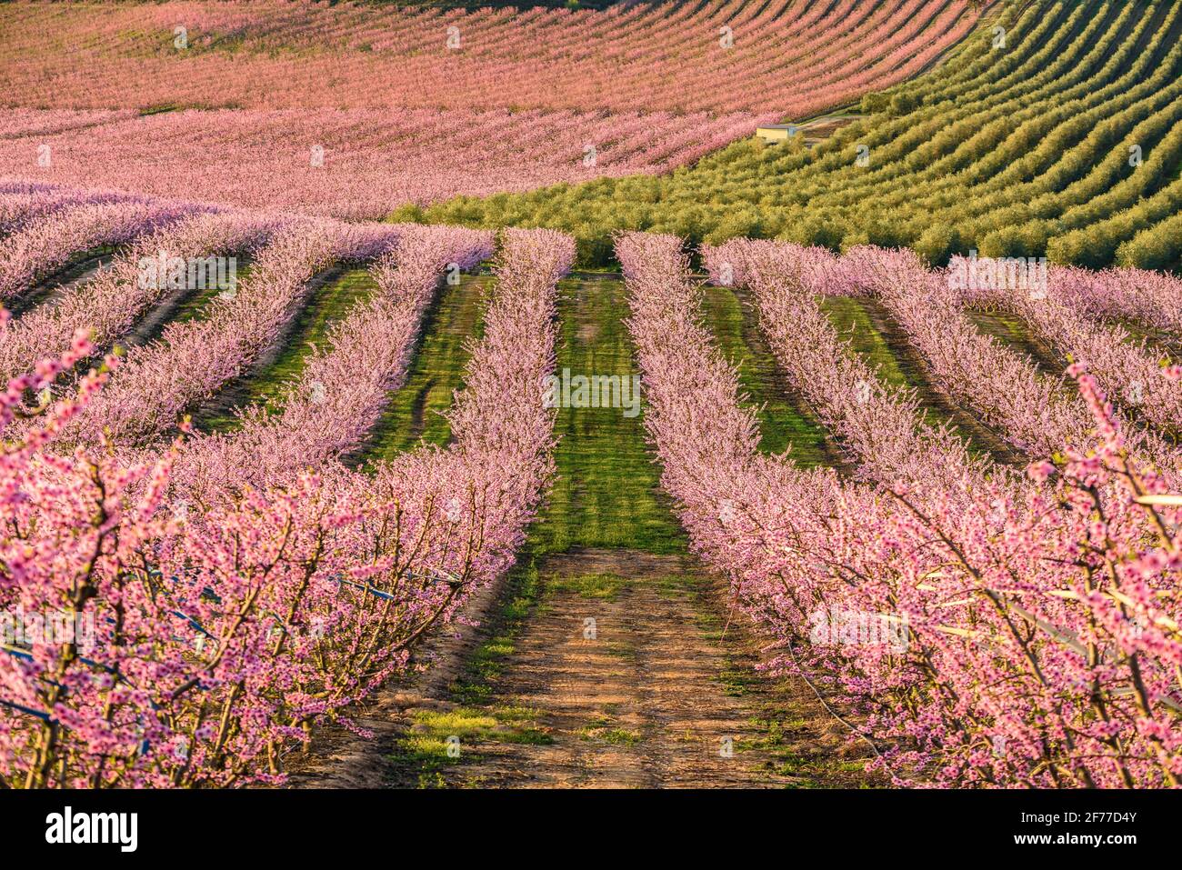 Arboles verdes vegetacion hi-res stock photography and images - Alamy