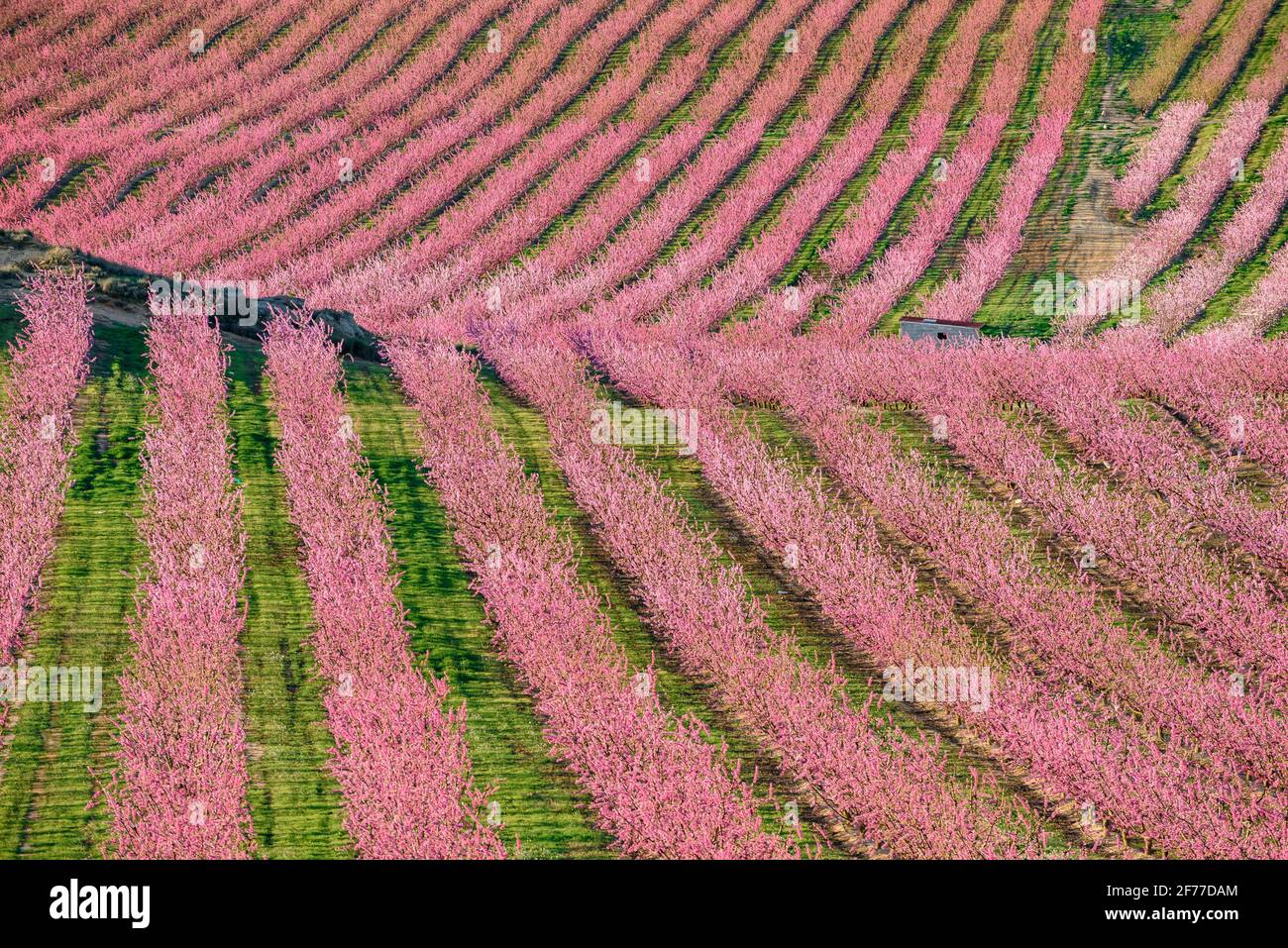 Arboles verdes vegetacion hi-res stock photography and images - Alamy