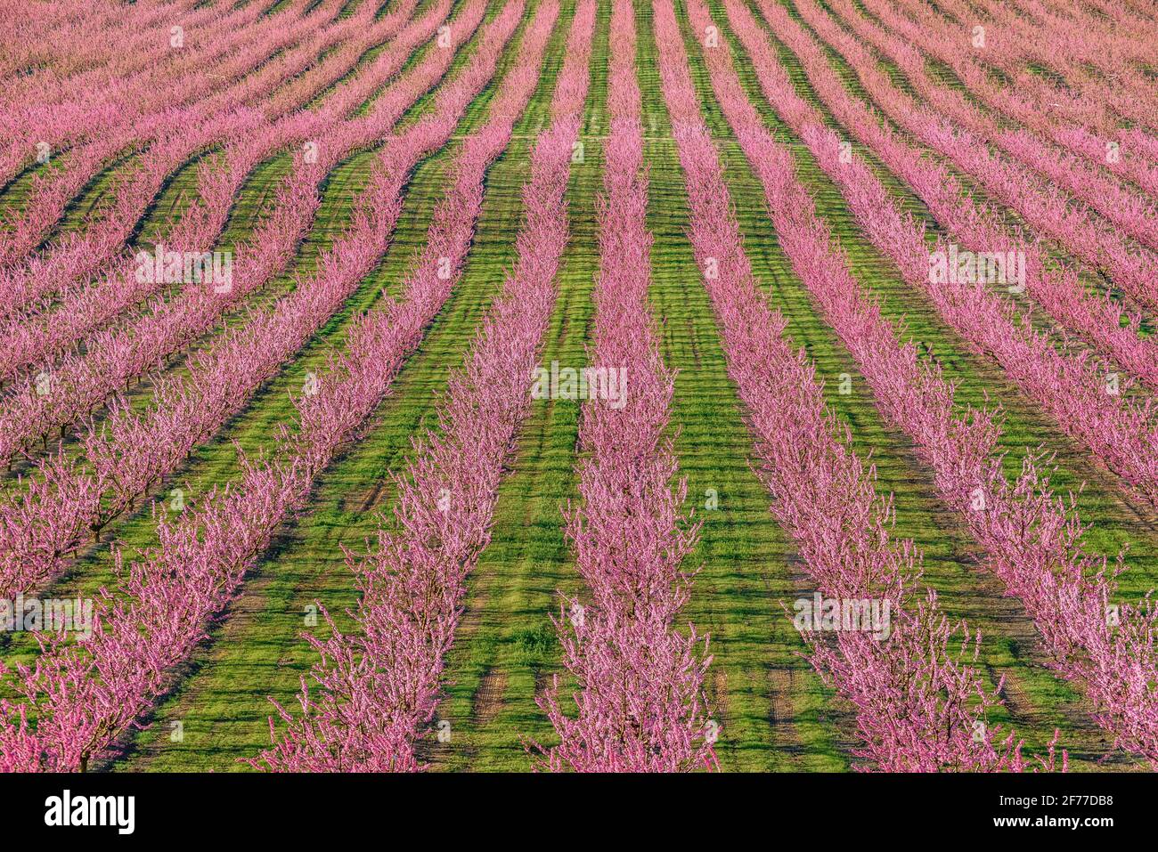 Arboles verdes vegetacion hi-res stock photography and images - Alamy