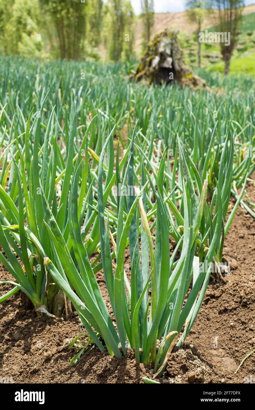 Cultivation of organic leaf onion - Allium fistulosum. Vertical image ...