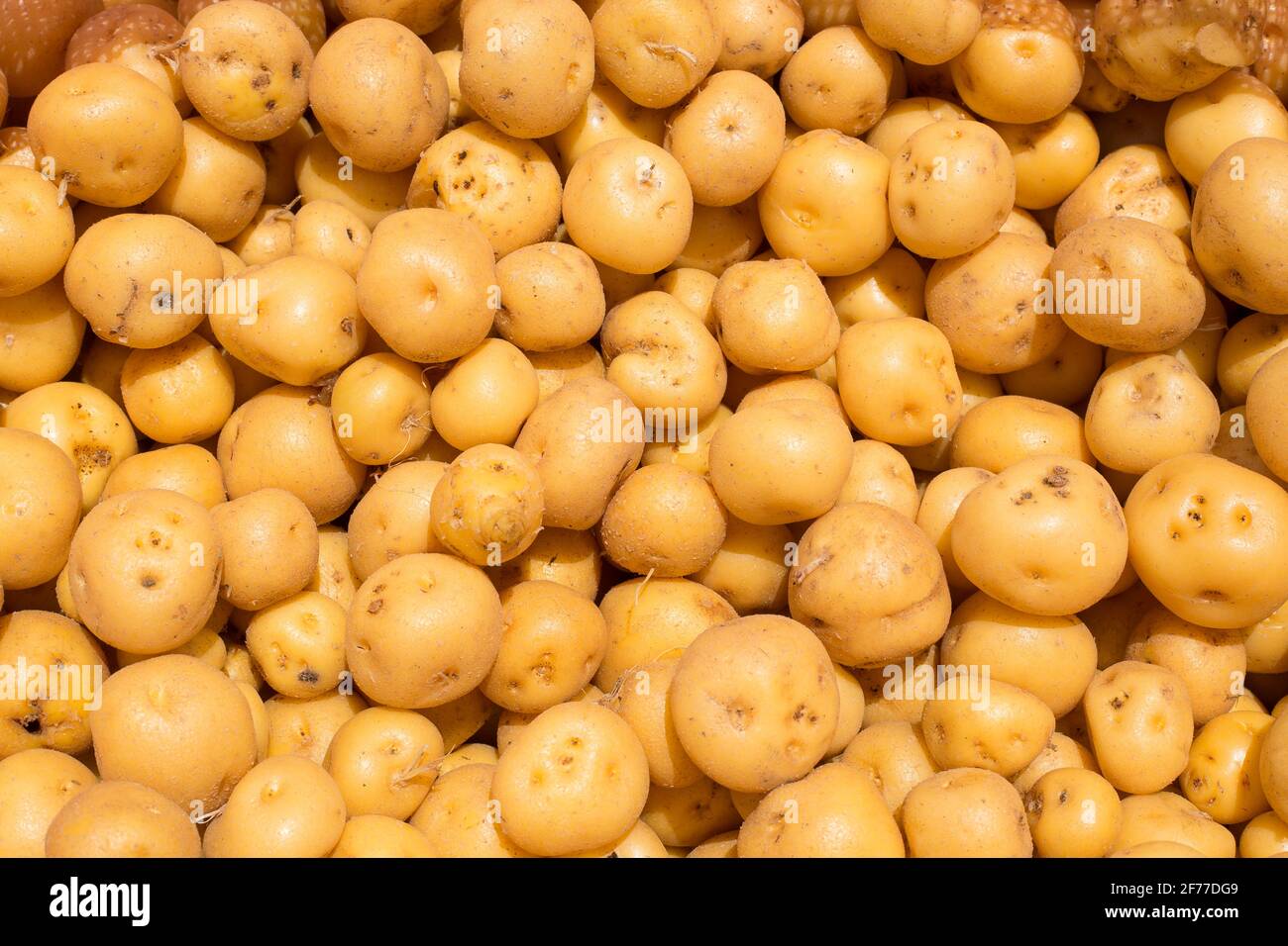 Yellow potato - Solanum phureja Stock Photo - Alamy