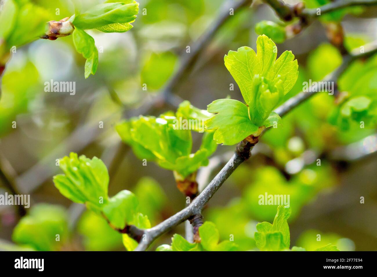 Hawthorn (crataegus monogyna), also known as May Tree and Whitethorn ...