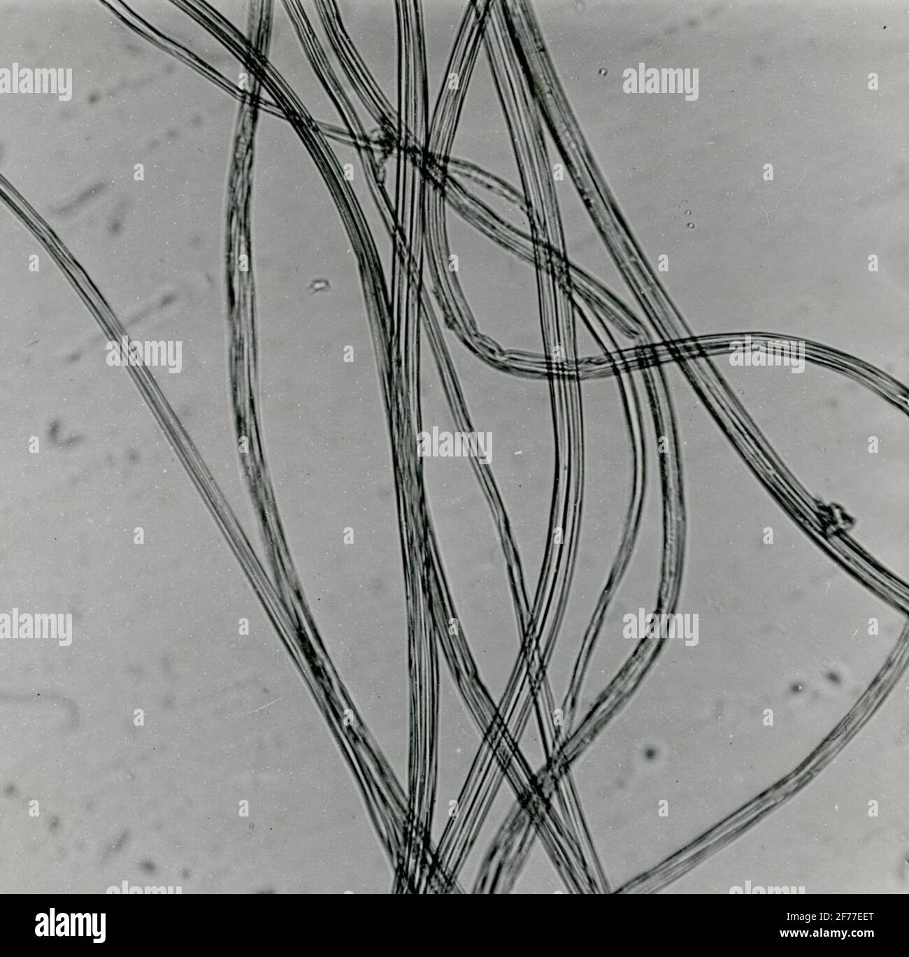 Micrograph of cell wool. Magnification 200 times. Viscoss silk, fiber ...