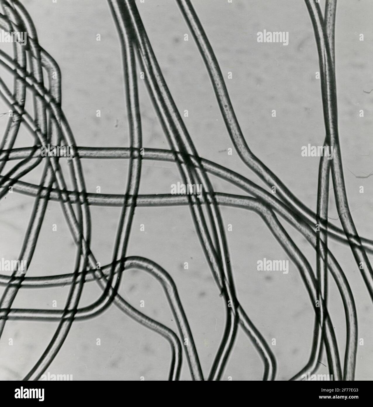 Micrograph nylon. Enlarged 200 times Stock Photo - Alamy