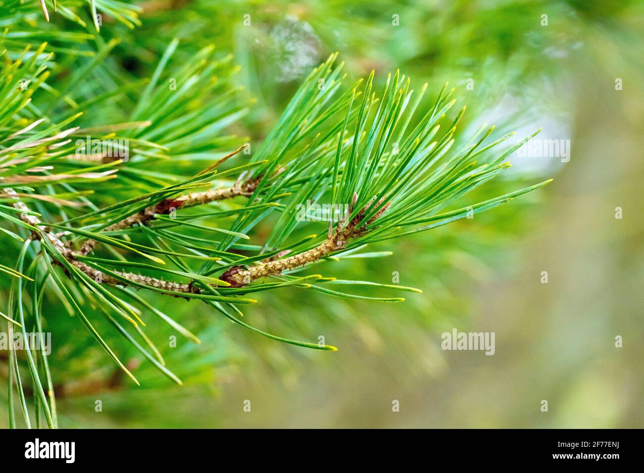 Needles in pairs hi-res stock photography and images - Alamy