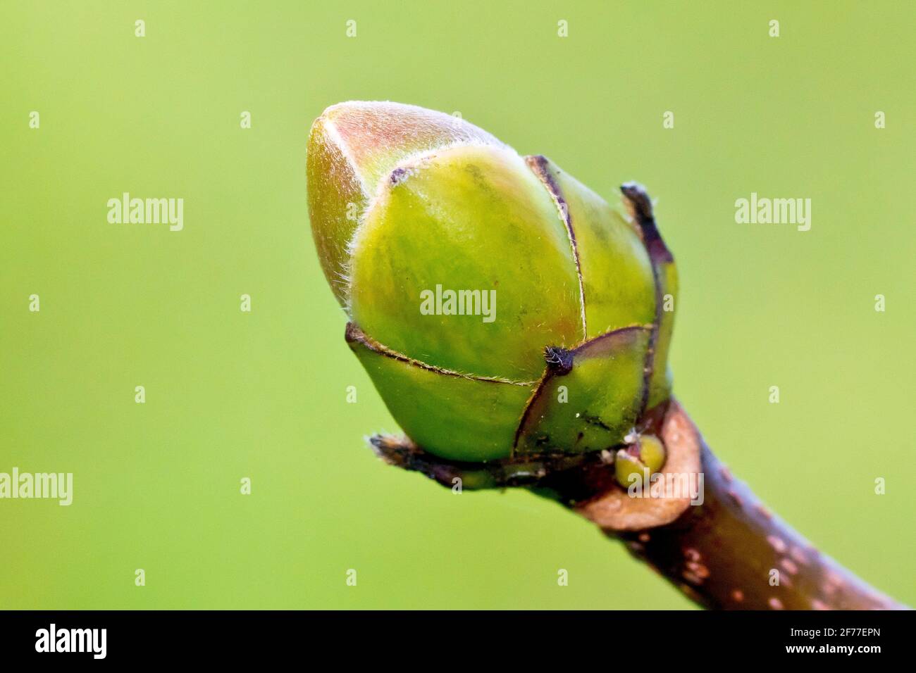 Sycamore leaf bud (acer pseudoplatanus), close up showing a single bud ...