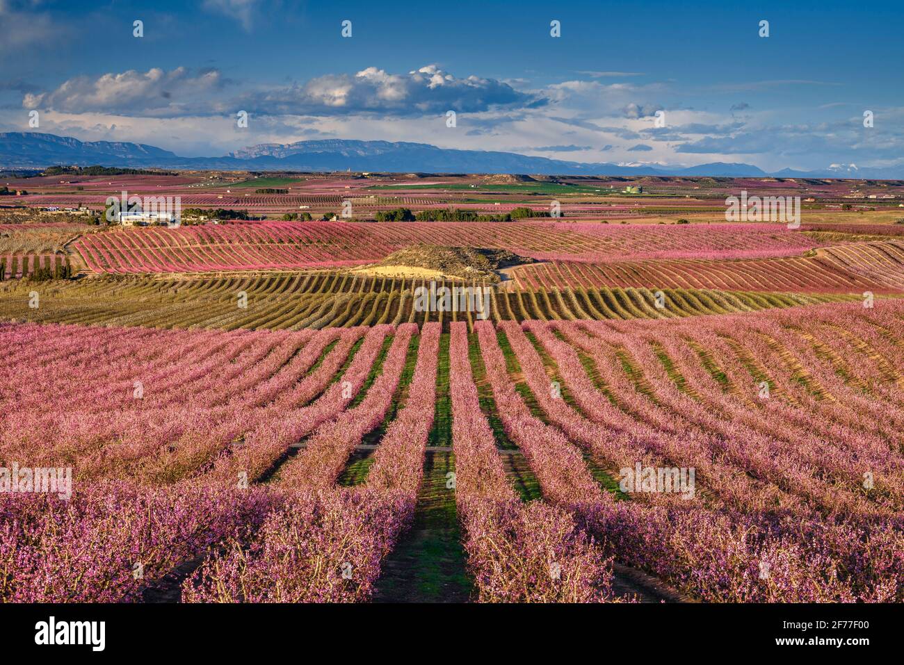 Flowering fruit trees fields (peach trees) near Aitona town in a spring ...