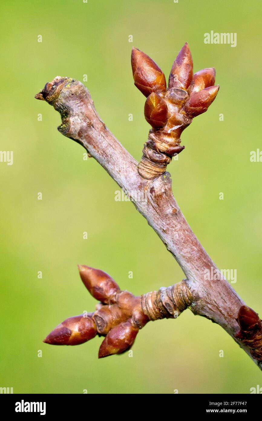 Prunus Serotina Twig