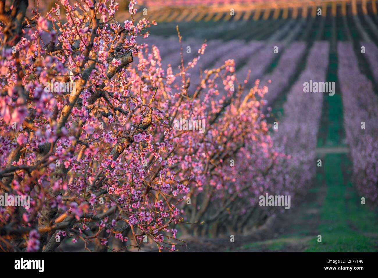 Flowering fruit trees fields (peach trees) near Aitona town in a spring ...