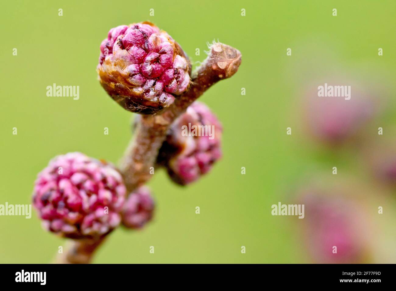 Pink flowerbud hi-res stock photography and images - Alamy