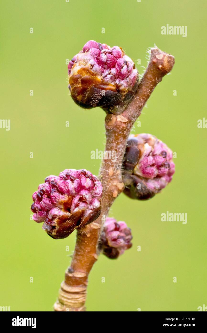Elm tree flower hi-res stock photography and images - Alamy
