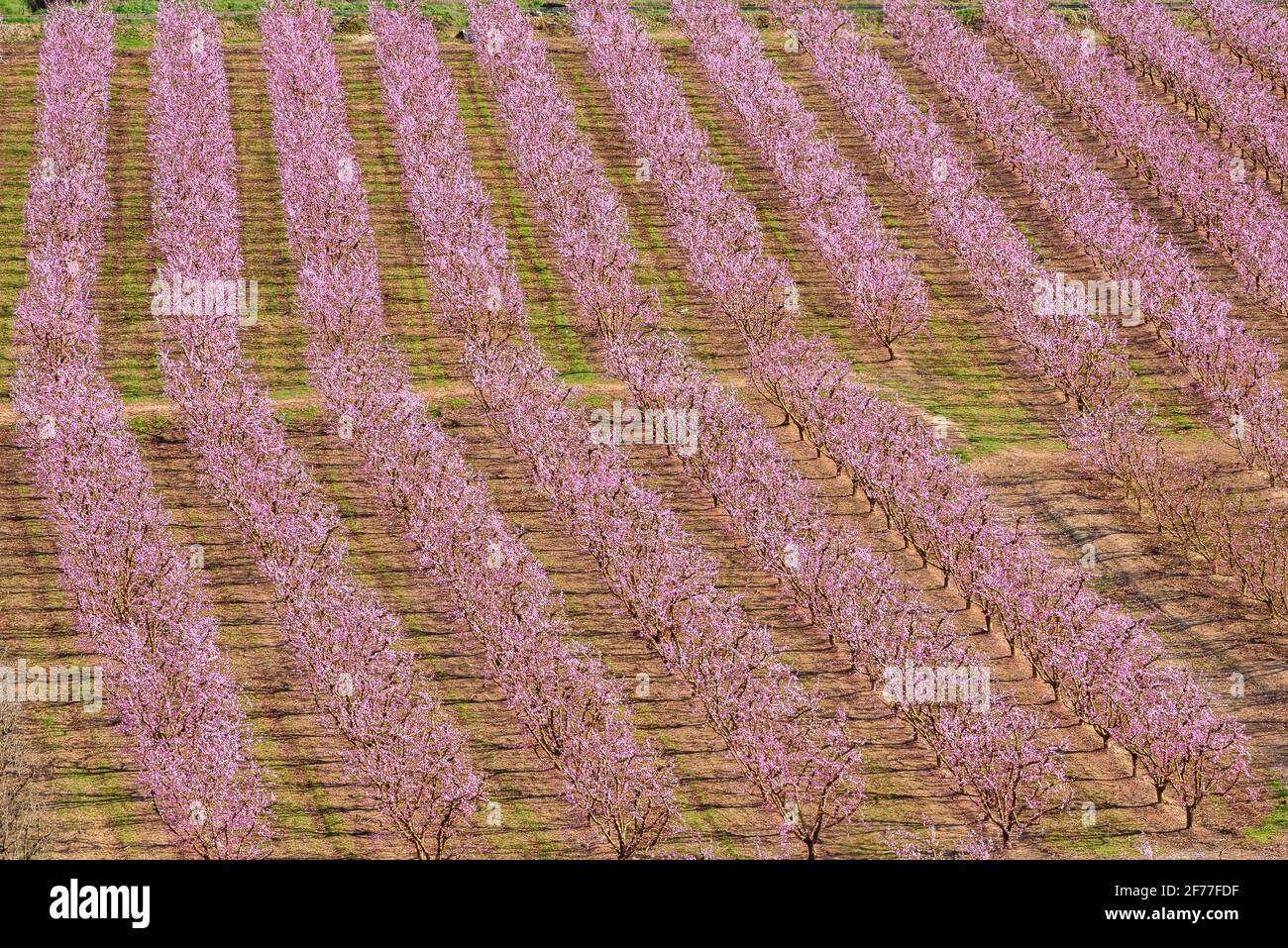 Lleida provincia hi-res stock photography and images - Alamy
