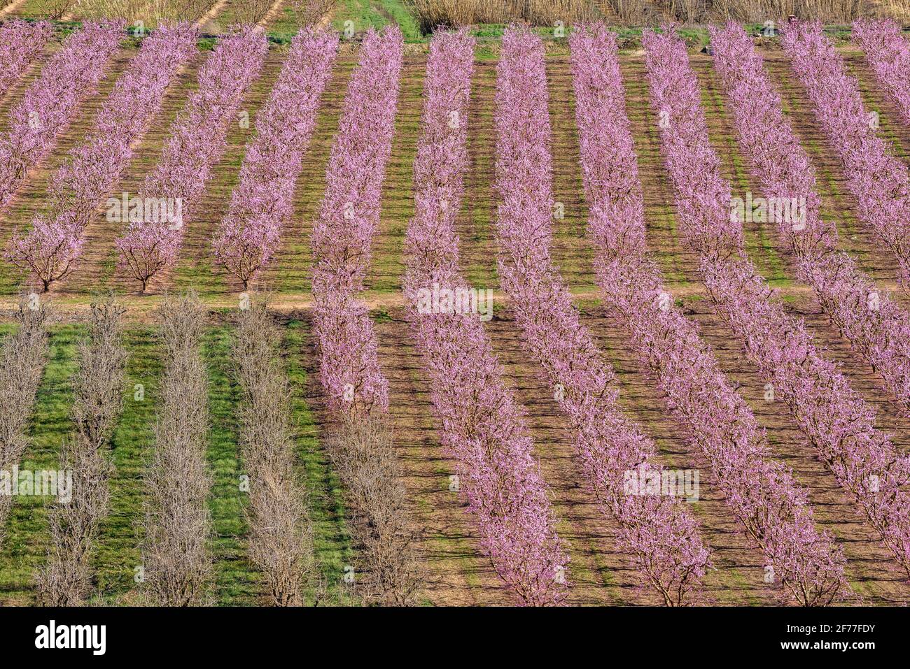 Lleida provincia hi-res stock photography and images - Alamy