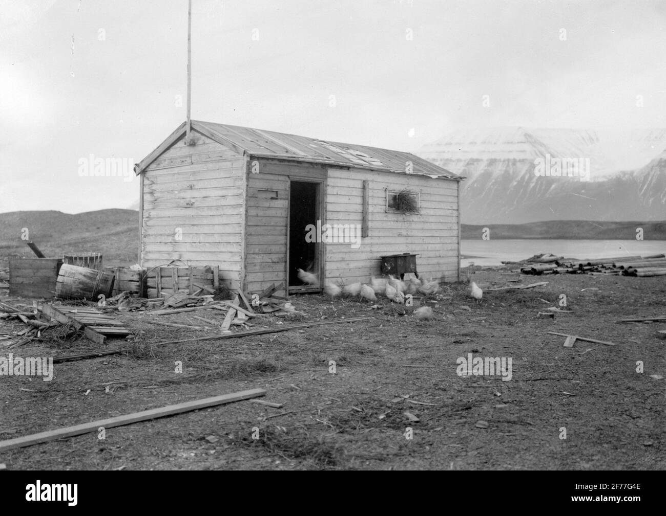 Hen farming Black and White Stock Photos & Images - Alamy
