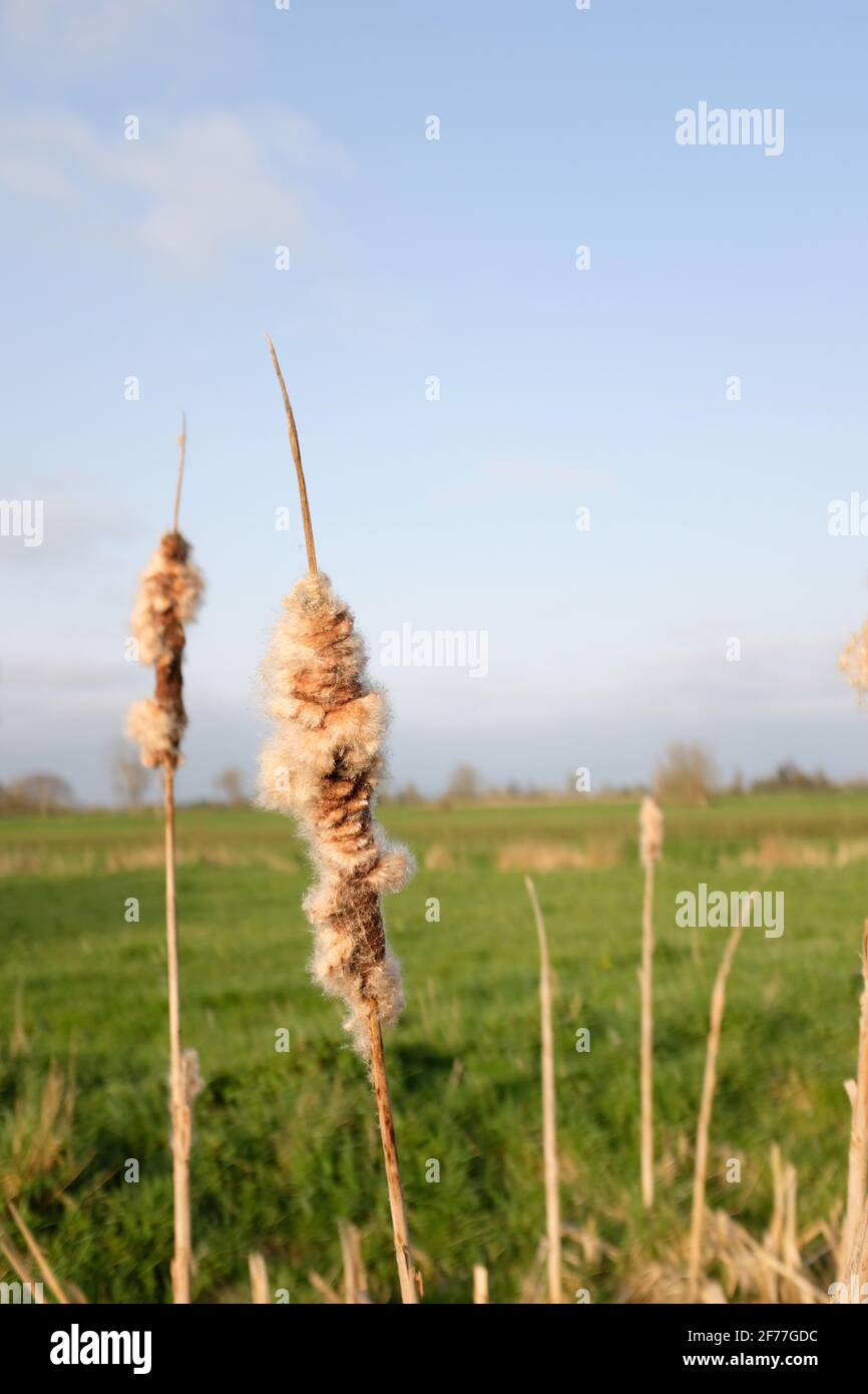 Bull rushes hi-res stock photography and images - Alamy