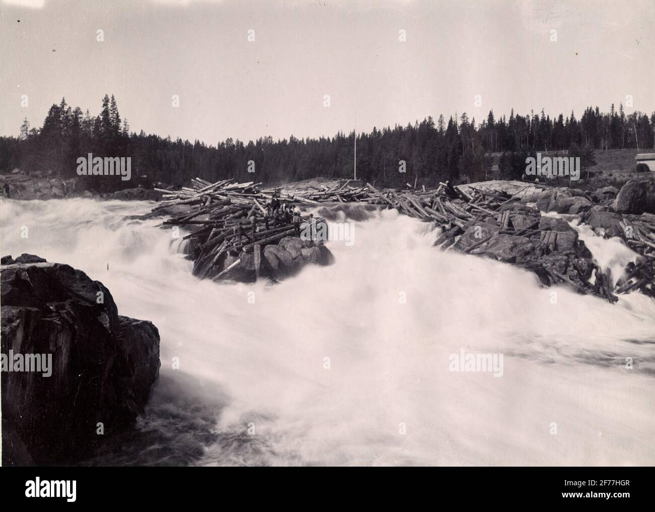 Timber float at the field, Åmgermanälven, 1898 Stock Photo - Alamy