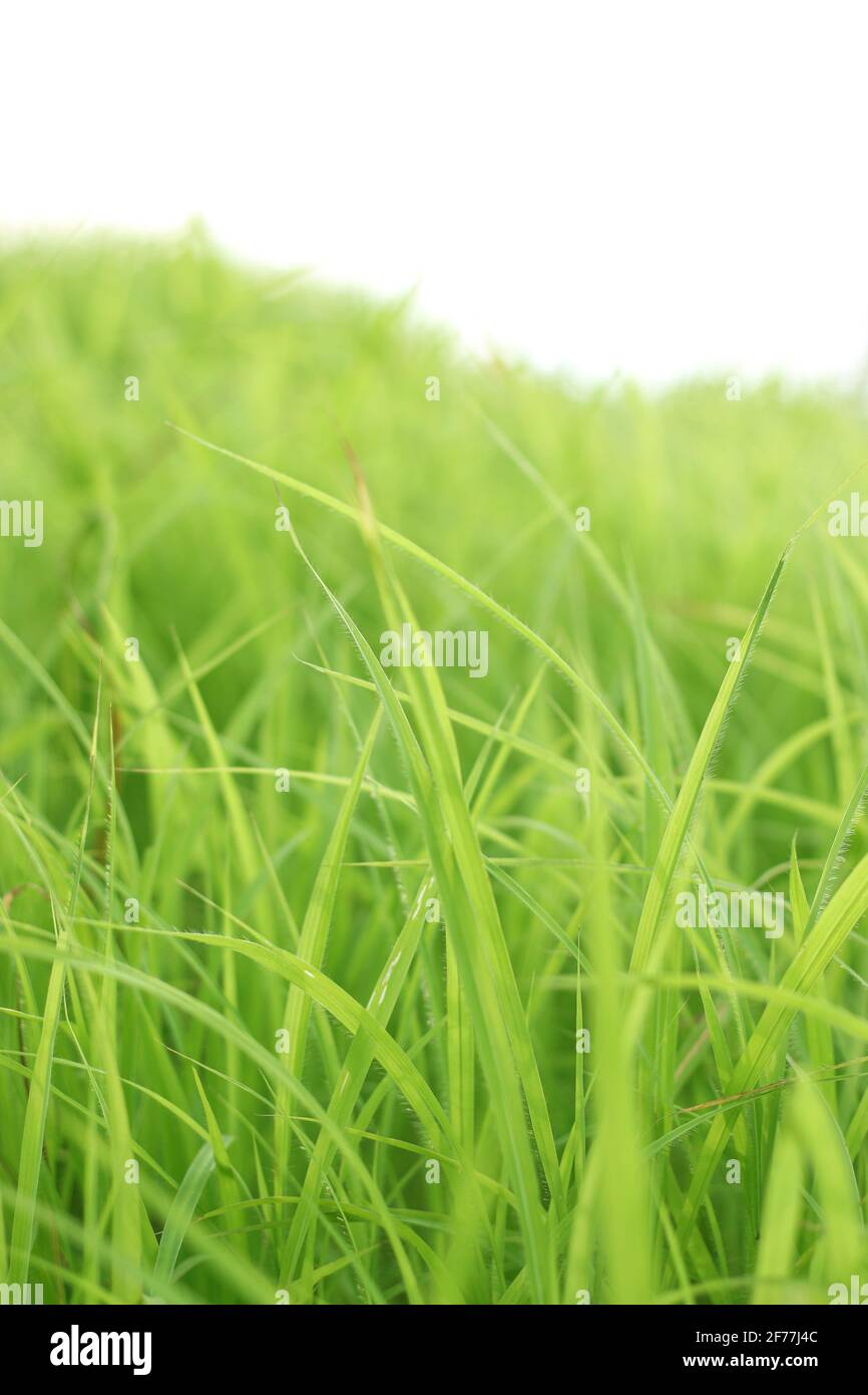 summer background with fresh grass. Soft Focus. Nature Background Stock ...