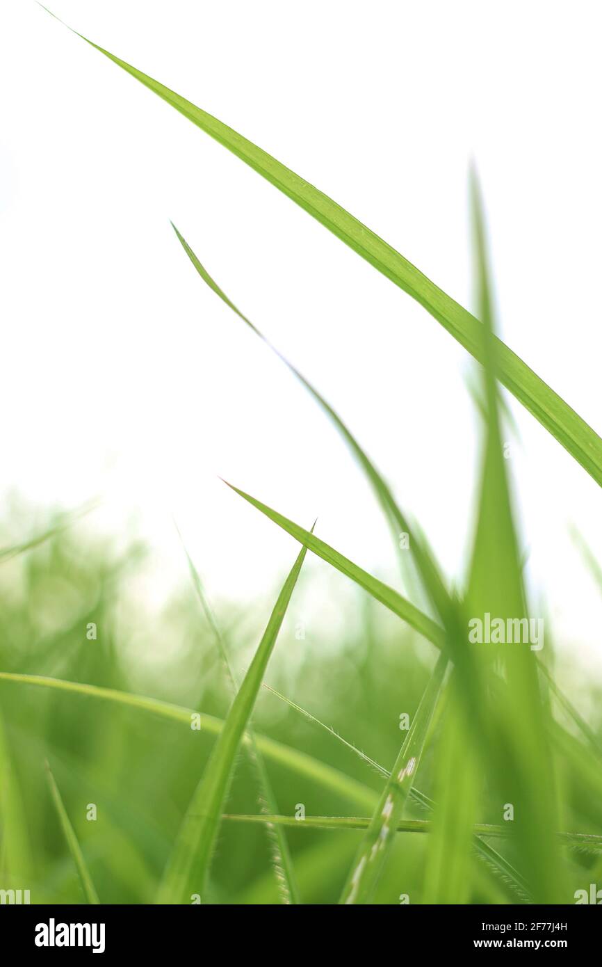summer background with fresh grass. Soft Focus. Nature Background Stock ...