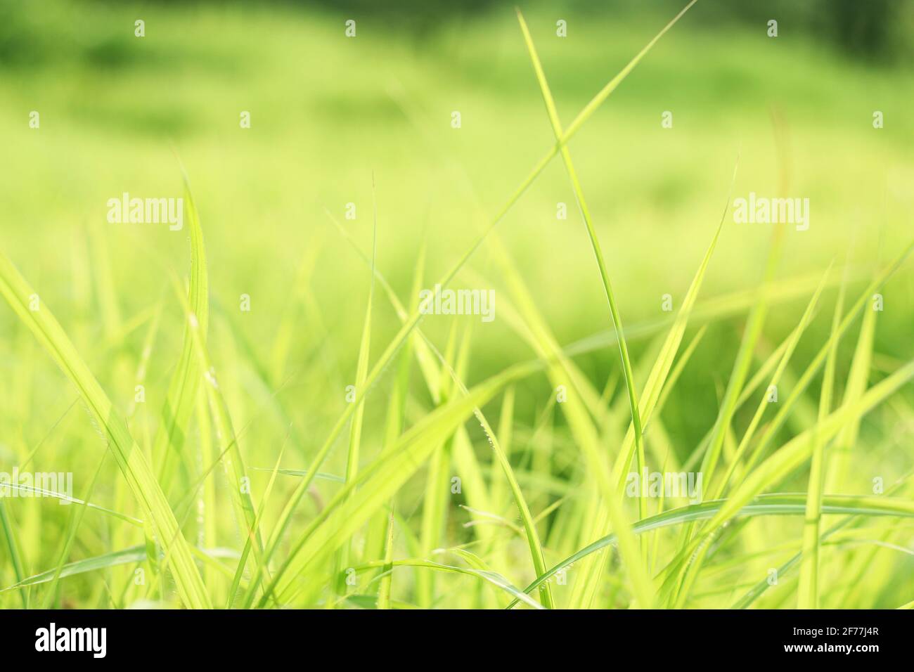summer background with fresh grass. Soft Focus. Nature Background Stock ...