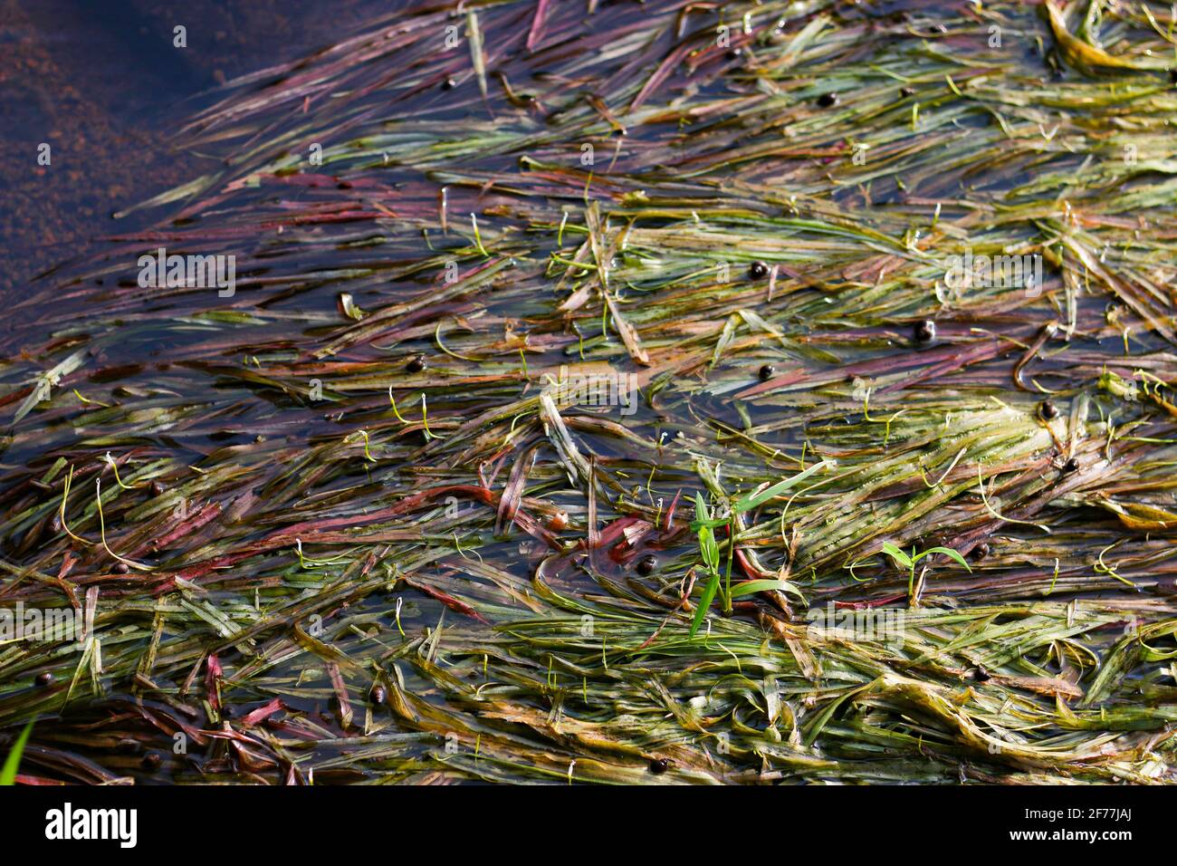 Eelgrass on river water. Red and green eelgrass. water plants Stock ...