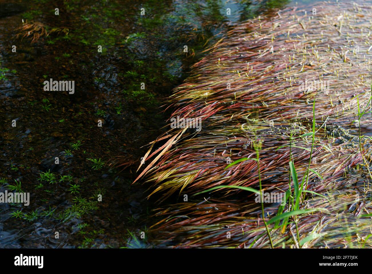 Eelgrass on river water. Red and green eelgrass. water plants Stock ...