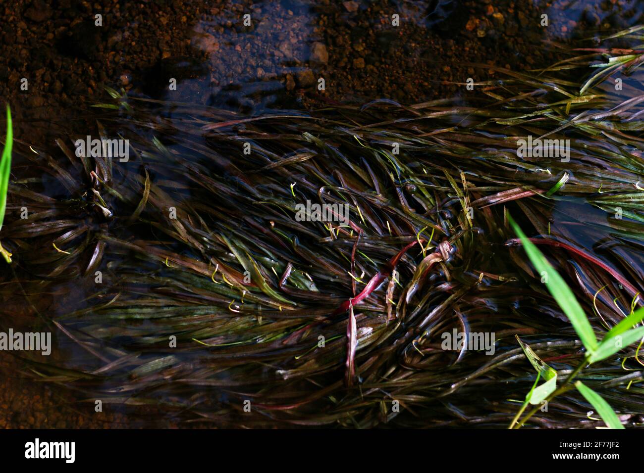 Eelgrass on river water. Red and green eelgrass. water plants Stock ...