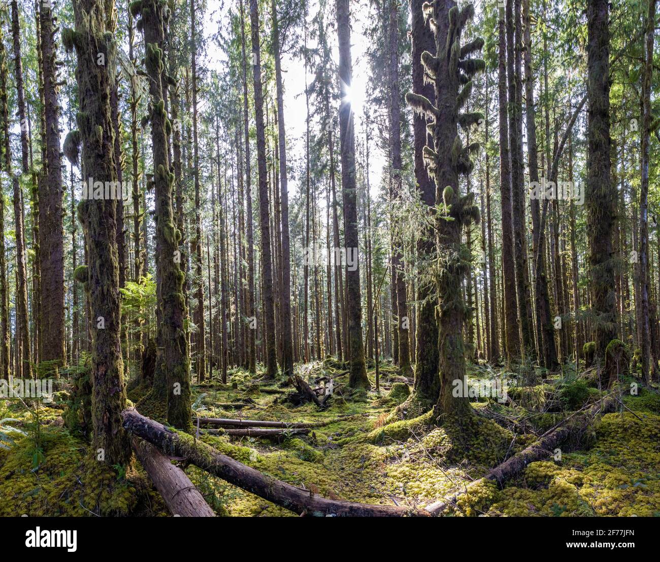 The sun shining through the temperate rainforest of the Hoh rainforest ...